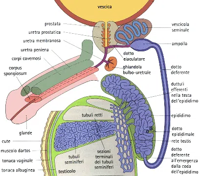 Malformazione congenita bilaterale dei dotti deferenti