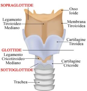 Linfangioma Primario della Laringe: Un Analisi Medica